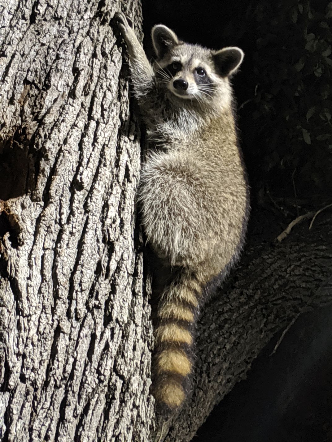 Robin the Raccoon | Smithsonian Photo Contest | Smithsonian Magazine