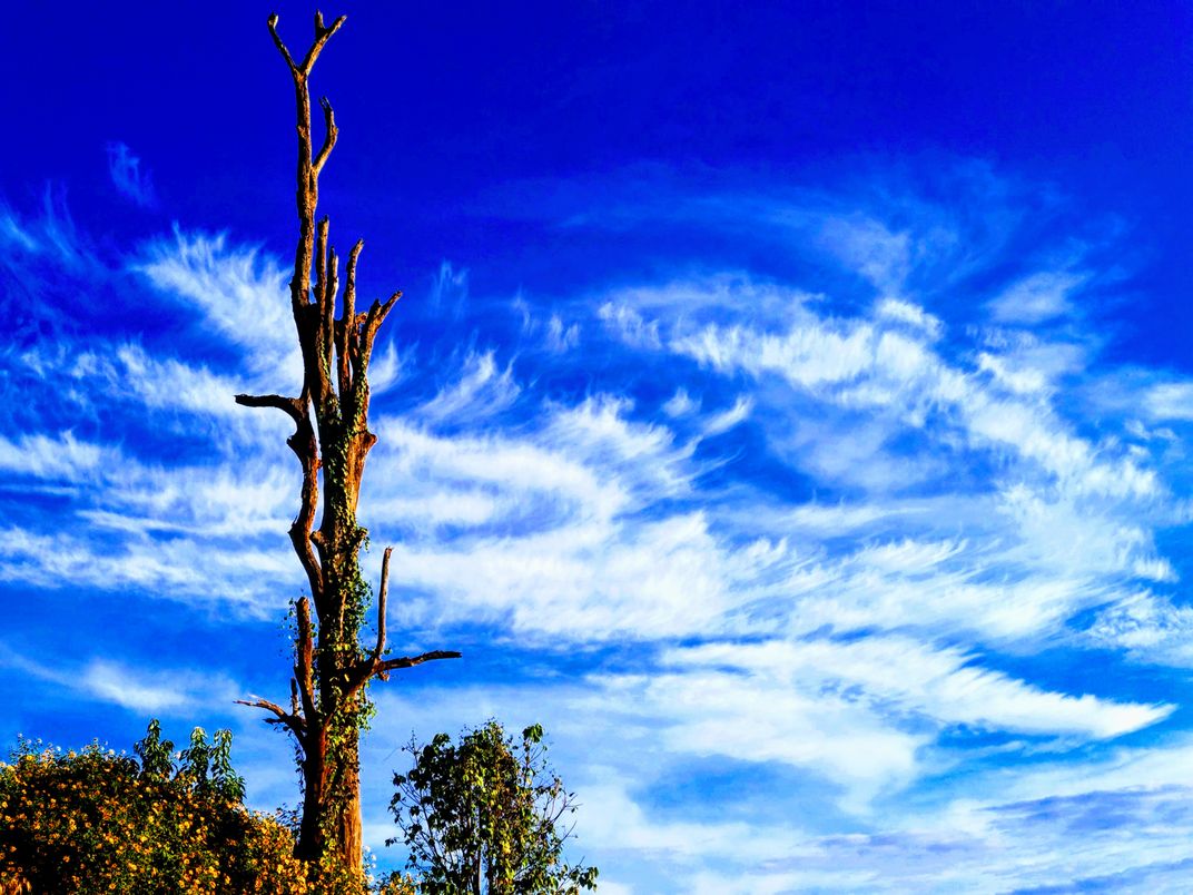 The dried tree | Smithsonian Photo Contest | Smithsonian Magazine