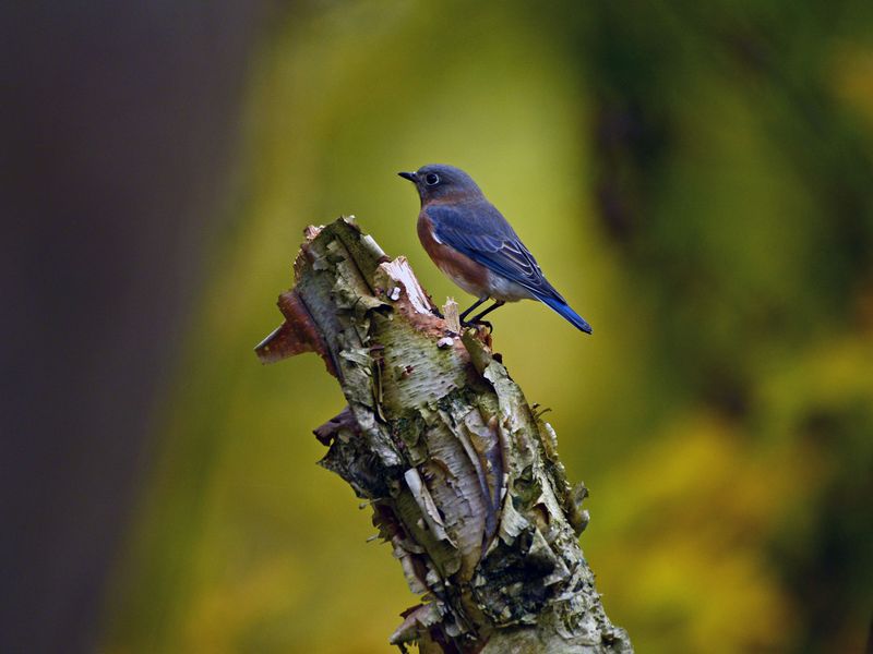 Bluebird in the bayou | Smithsonian Photo Contest | Smithsonian Magazine