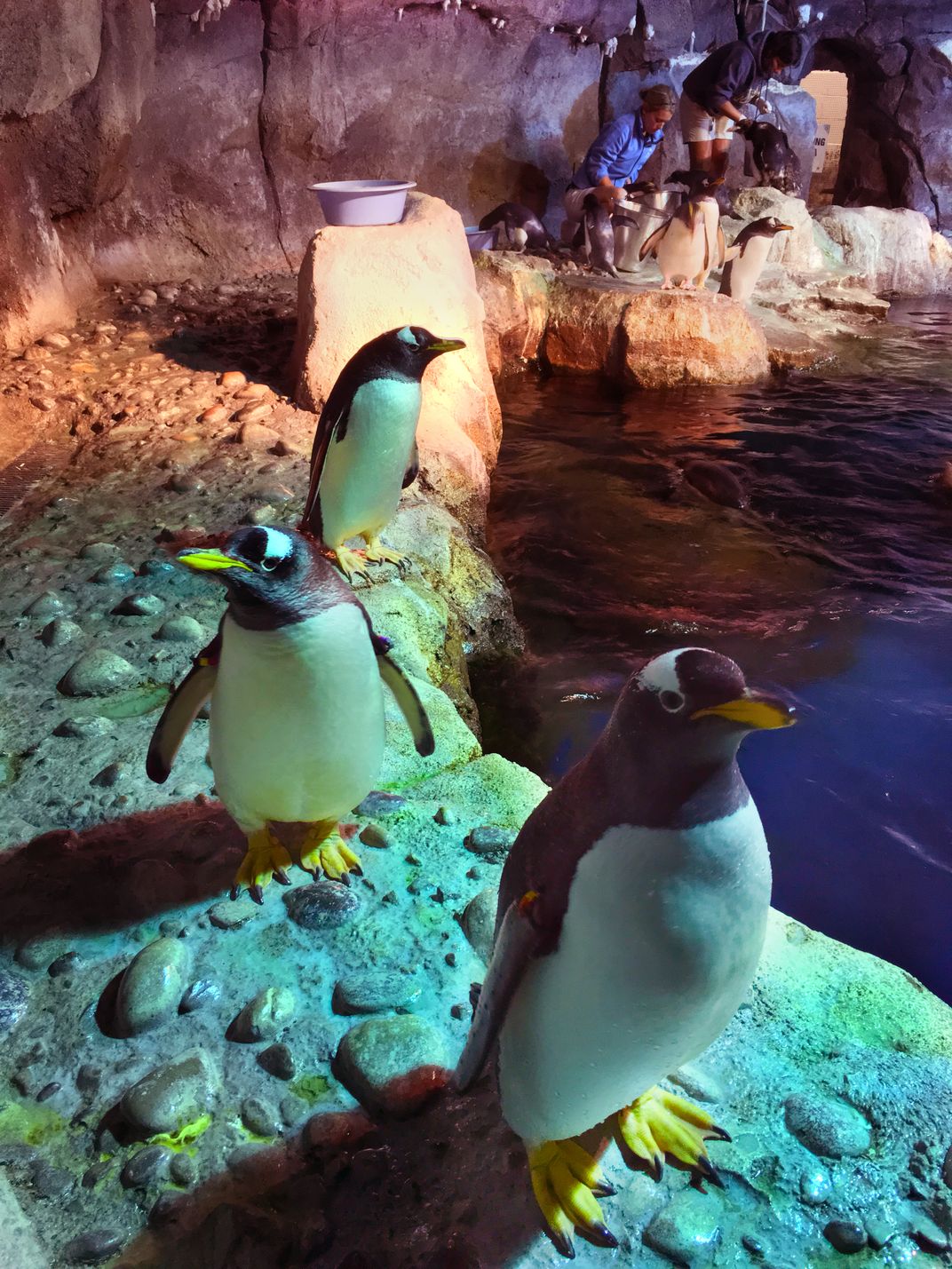 Curious Penguin | Smithsonian Photo Contest | Smithsonian Magazine