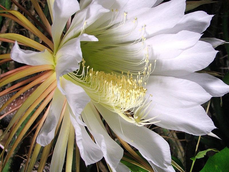 Night Blooming Cereus | Smithsonian Photo Contest | Smithsonian Magazine