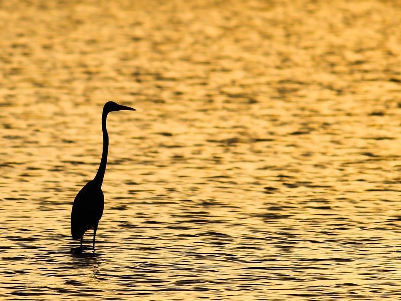 Golden Shadow | Smithsonian Photo Contest | Smithsonian Magazine