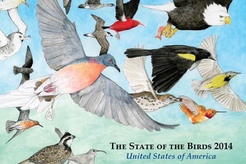 The Most Extensive Report Ever on American Birds Says There’s Cause for ...