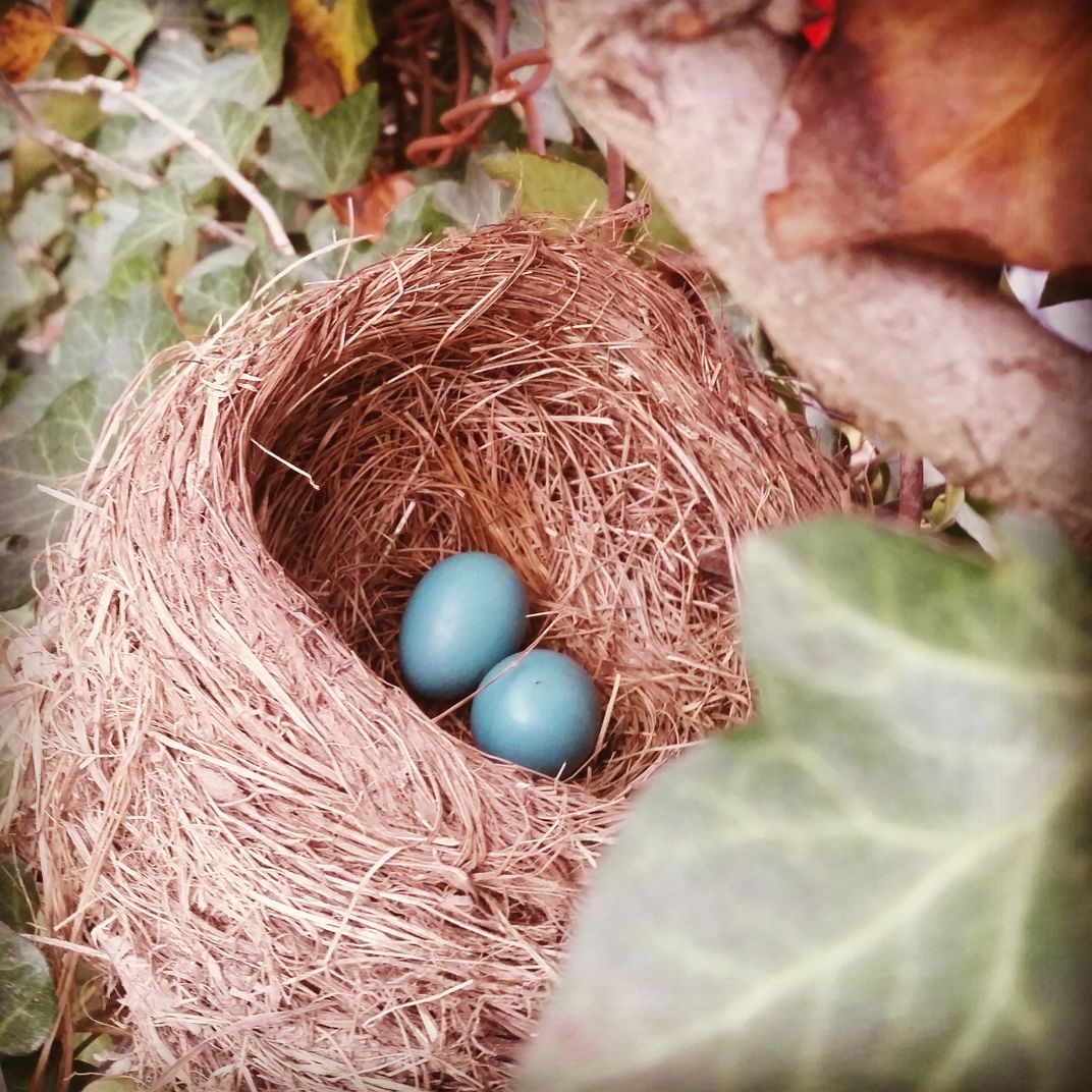 Robin's Nest | Smithsonian Photo Contest | Smithsonian Magazine