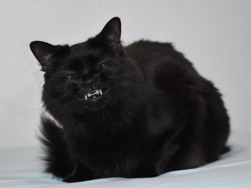 Smiling Black Cat | Smithsonian Photo Contest | Smithsonian Magazine