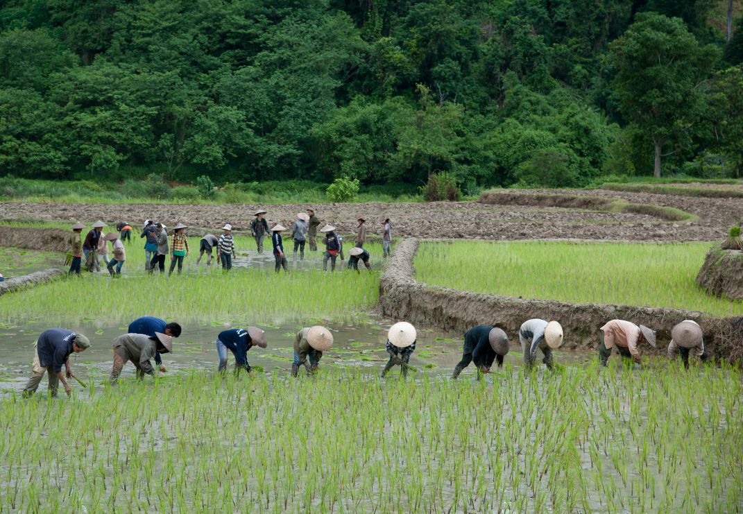 Work in rice field, Laos. | Smithsonian Photo Contest | Smithsonian ...