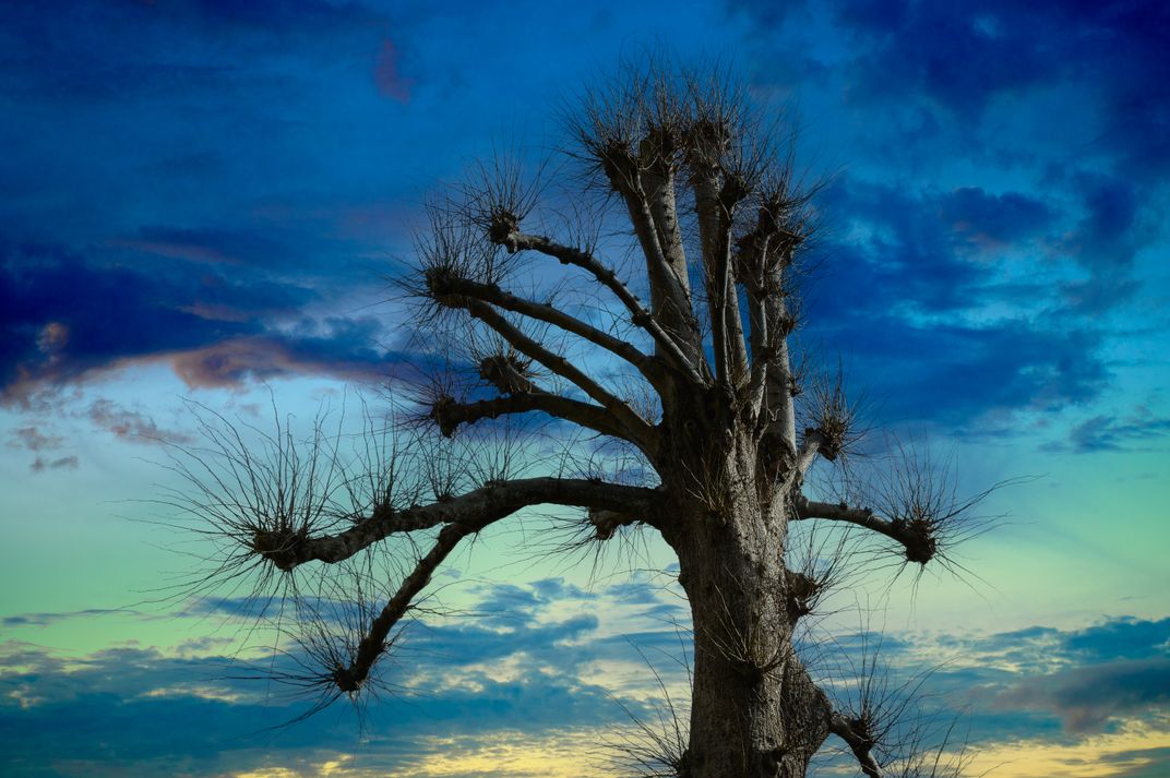 naked tree in Arundel | Smithsonian Photo Contest | Smithsonian Magazine