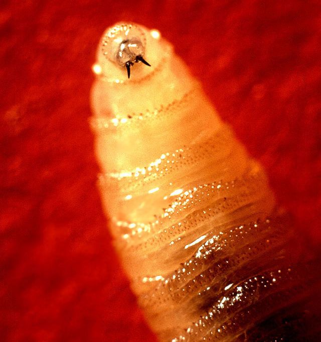 Researchers Studying "Teen Sex" and Flesh-Eating Maggots Win 2016 ...