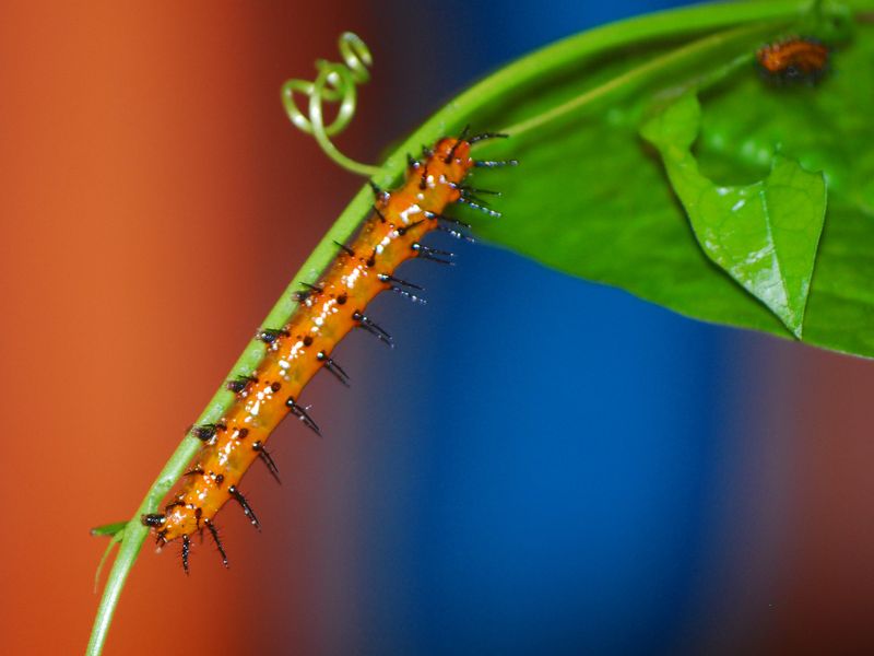 Caterpillar on the move | Smithsonian Photo Contest | Smithsonian Magazine