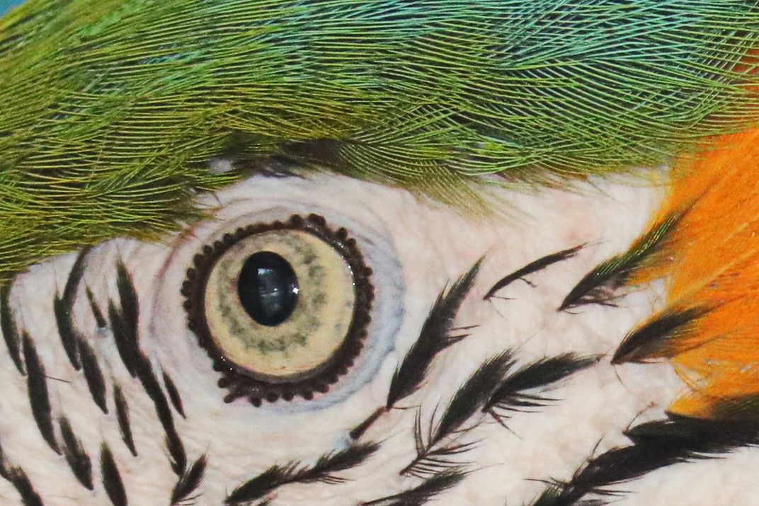 Parrot's Eye | Smithsonian Photo Contest | Smithsonian Magazine
