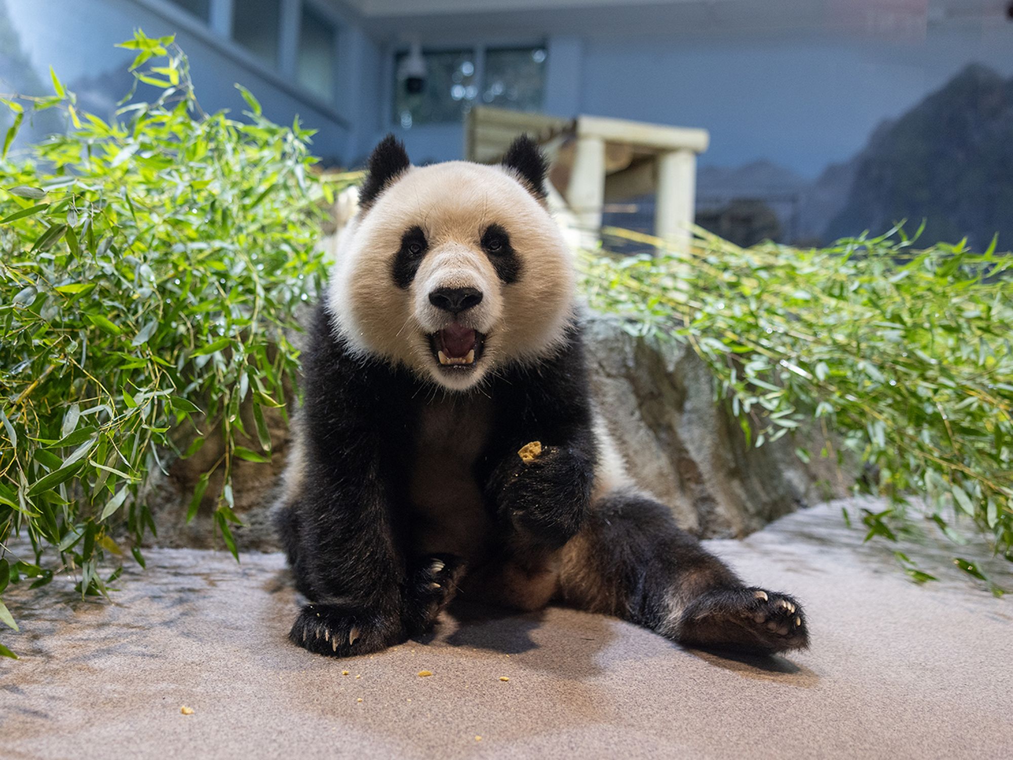 How Keepers at Smithsonian's National Zoo Help Giant Pandas Feel at ...
