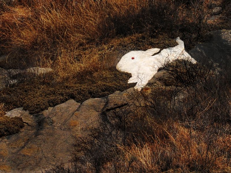 rabbit | Smithsonian Photo Contest | Smithsonian Magazine