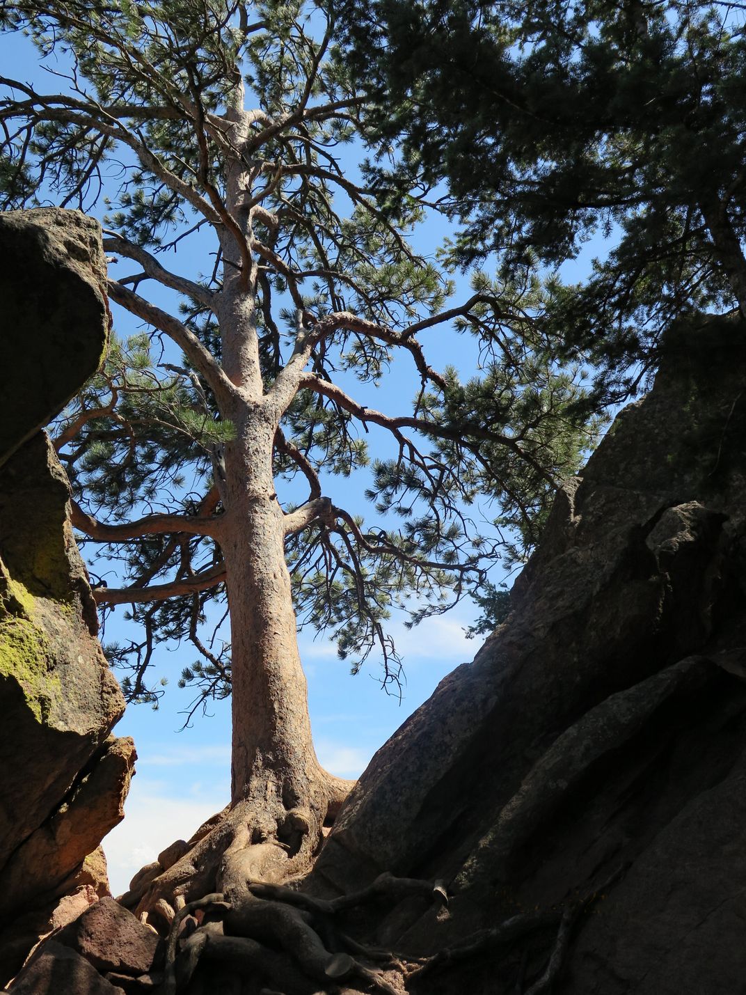 Tree of Balanced Life at the Peak | Smithsonian Photo Contest ...