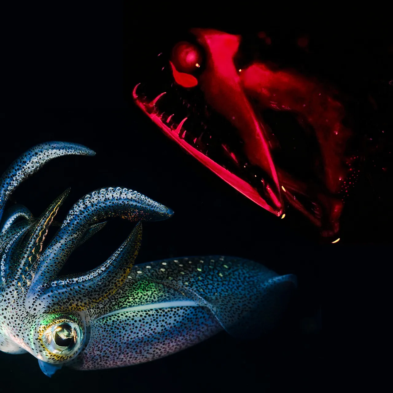 Deep Sea Fish With Glowing Light