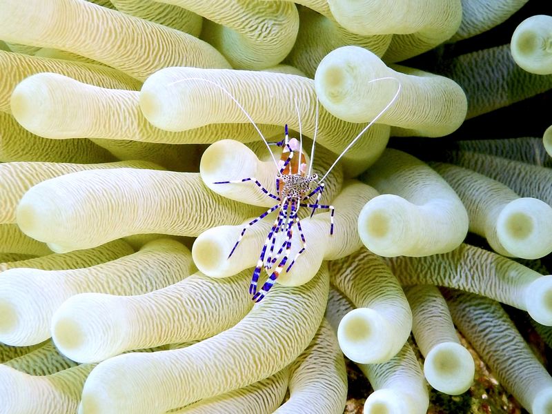 Anemone Shrimp | Smithsonian Photo Contest | Smithsonian Magazine