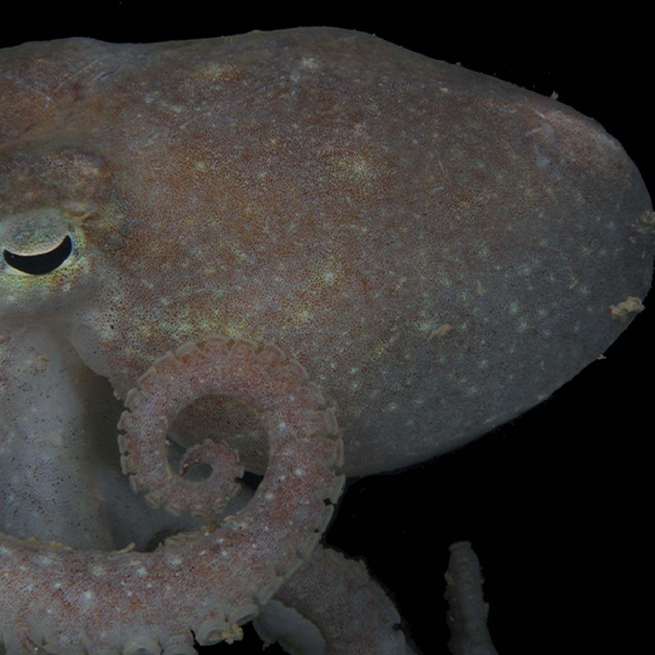 Antarctic Octopus