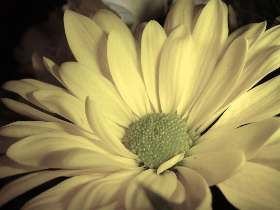 Faded birthday daisy | Smithsonian Photo Contest | Smithsonian Magazine