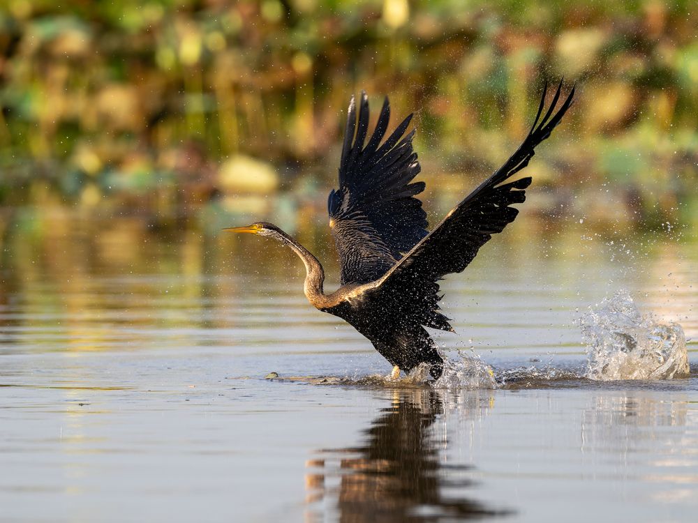 Explosive Lift-Off | Smithsonian Photo Contest | Smithsonian Magazine
