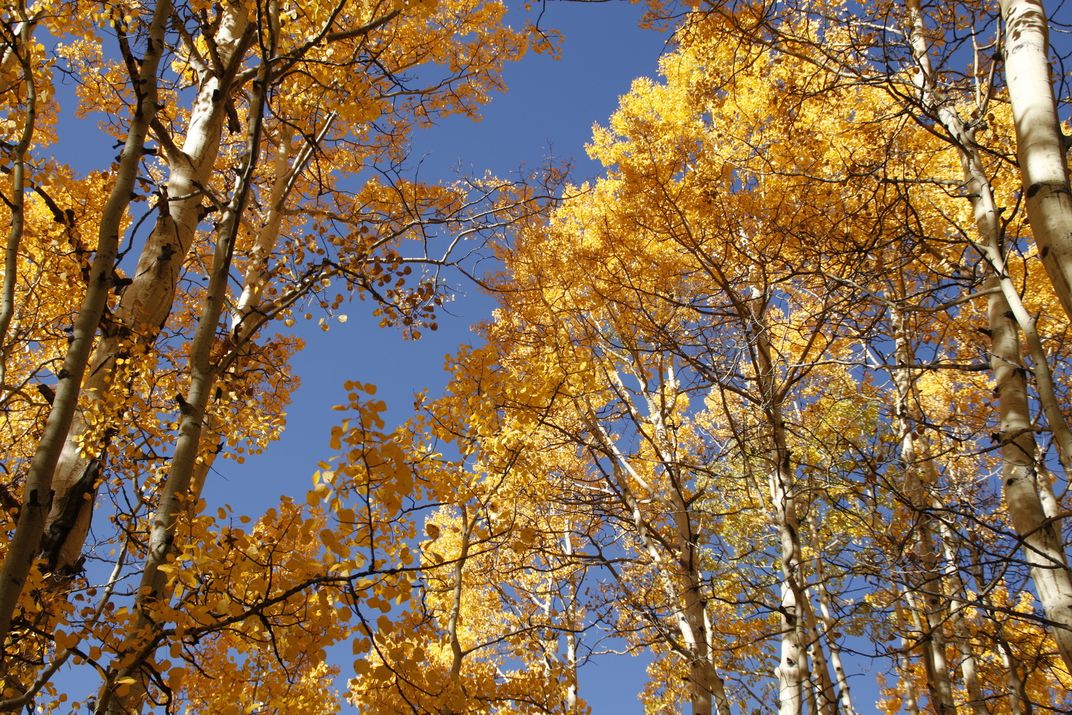 Aspen trees, near Aspen, Colorado. The canopy was brilliant and such a ...