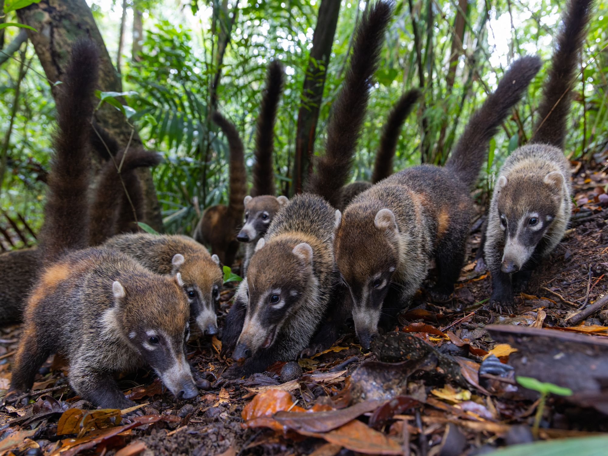 Smarter Foragers Do Not Forage Smarter | Smithsonian Voices ...