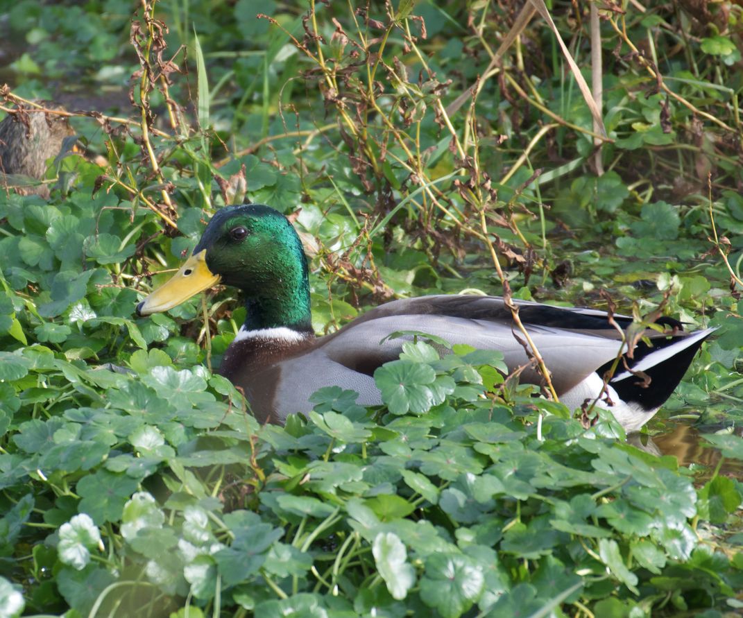 Male Mallard | Smithsonian Photo Contest | Smithsonian Magazine