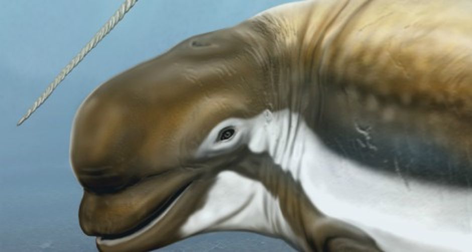 Behind-the-Scenes With Curator Nick Pyenson: A New Fossil Whale
