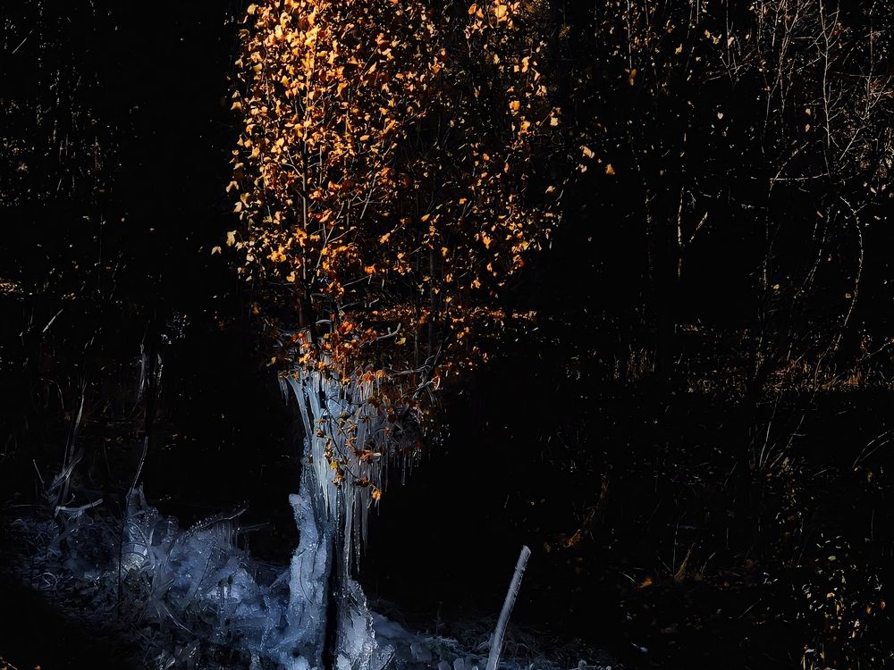 The Poet Tree | Smithsonian Photo Contest | Smithsonian Magazine