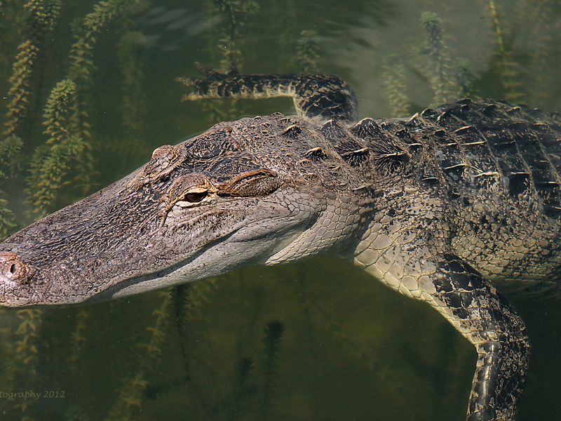 American Alligator floating near a public dock. | Smithsonian Photo ...