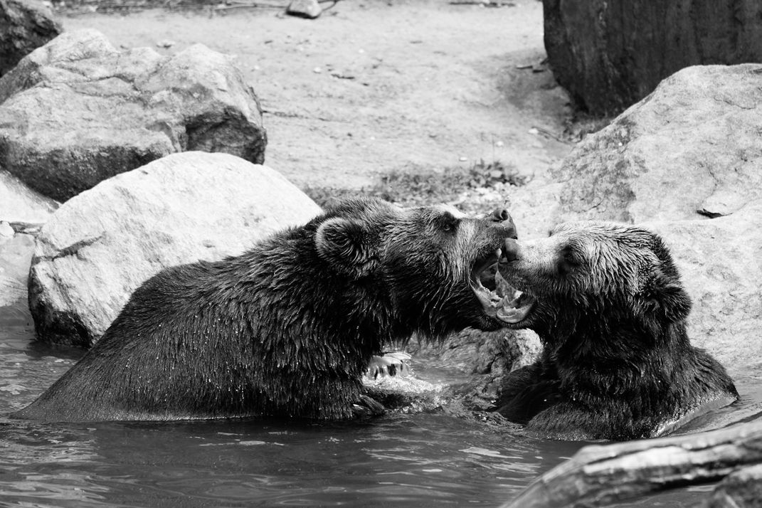 Bears Tussling In A Pool | Smithsonian Photo Contest | Smithsonian Magazine