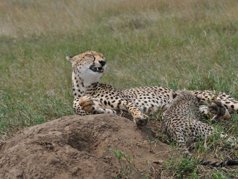 Nursing pleasure-Cheetah with one of her cubs | Smithsonian Photo ...