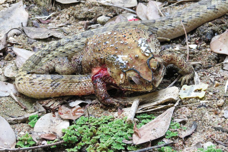 snake eats poisonous frog