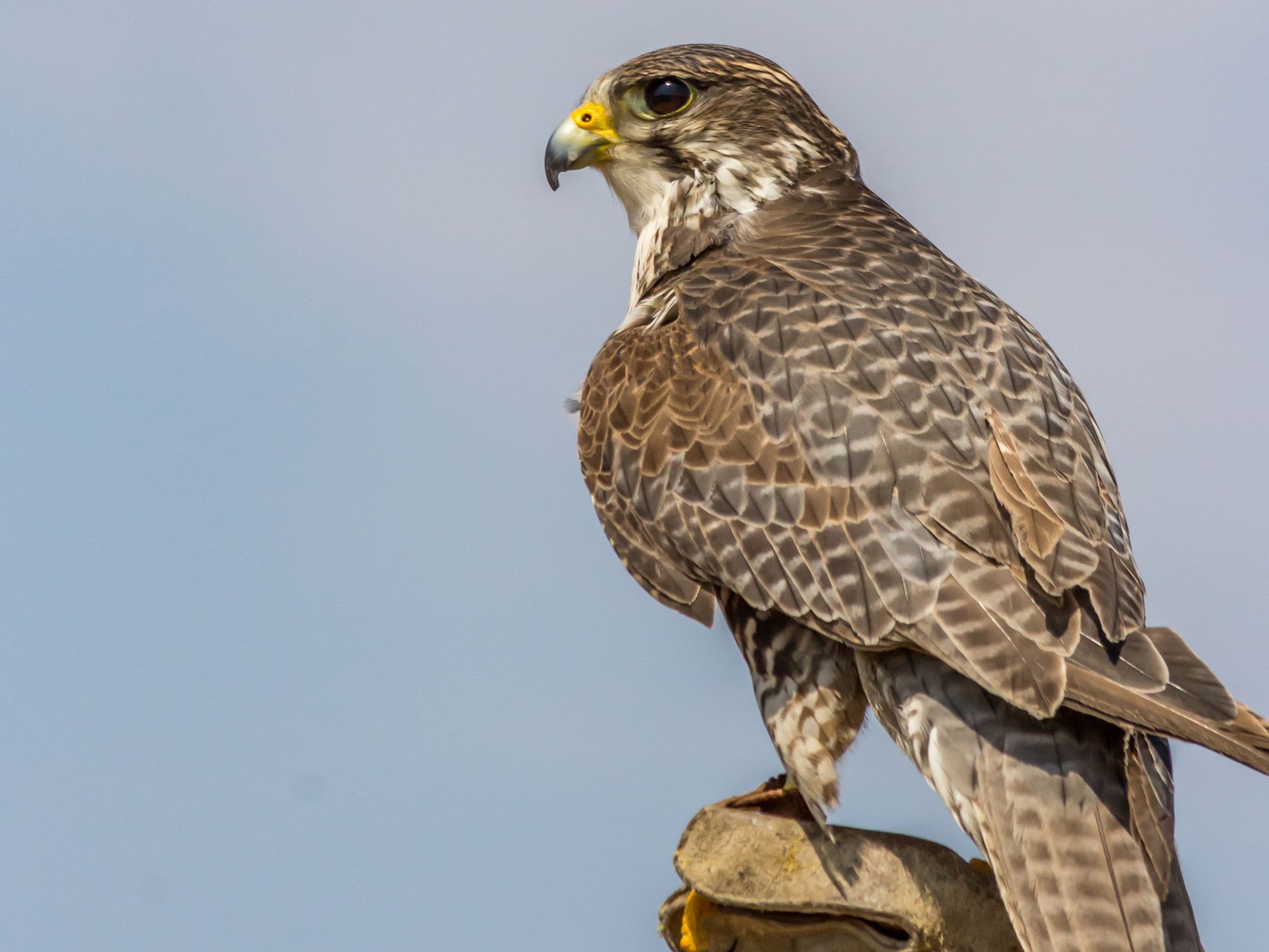 Why Winemakers are Turning to Falconry to Tackle Pests