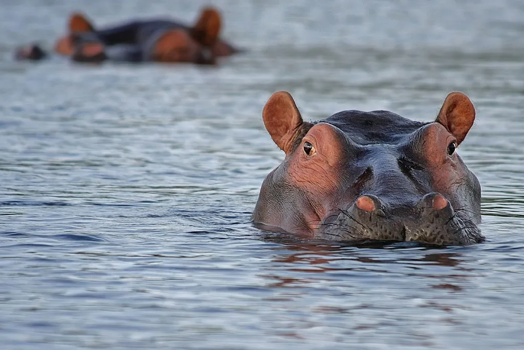 hippo pooping