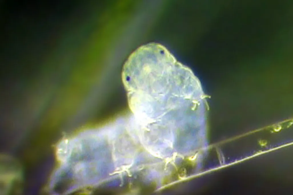 tardigrade animal phylum