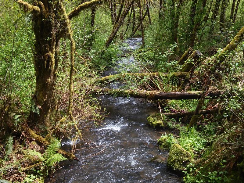Capital Forest Washington | Smithsonian Photo Contest | Smithsonian ...