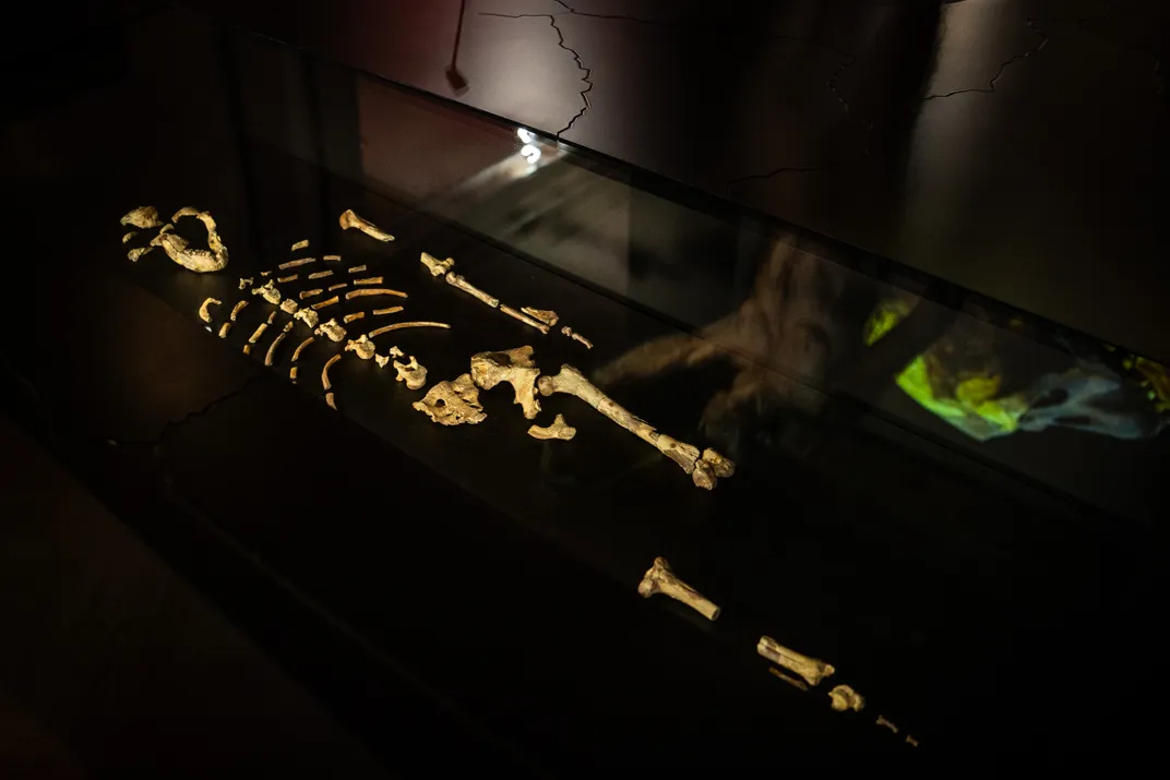 australopithecus lucy museum