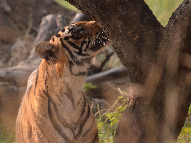 Young tigress searches for a familiar scent | Smithsonian Photo Contest ...