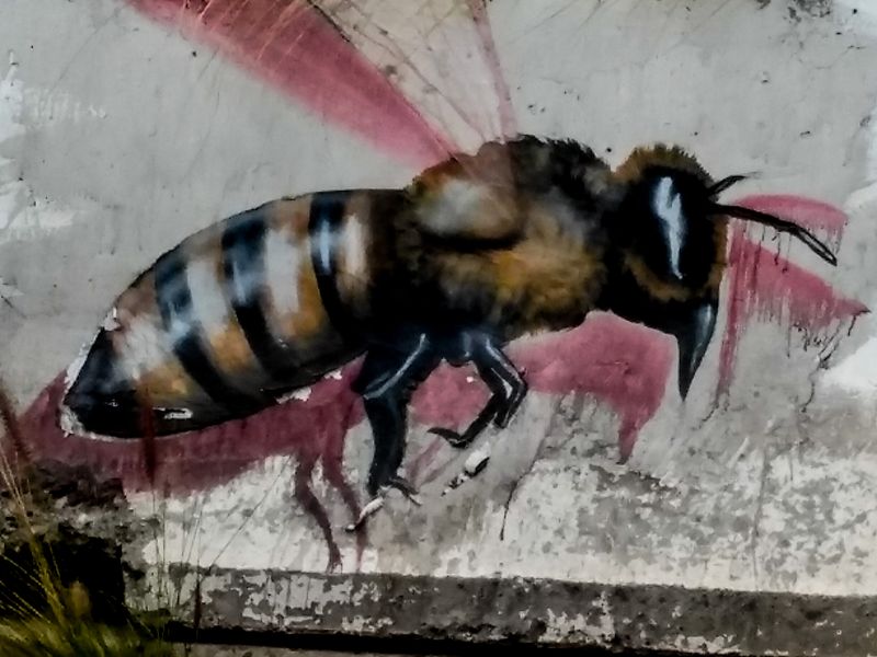 Bee Street Art | Smithsonian Photo Contest | Smithsonian Magazine