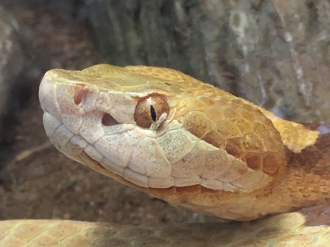 Snake! | Smithsonian Photo Contest | Smithsonian Magazine