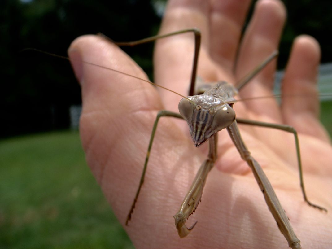 The praying mantis that had a secret to share. | Smithsonian Photo ...