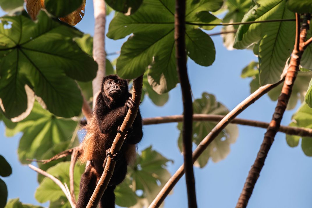 A howler monkey in the morning sun | Smithsonian Photo Contest ...