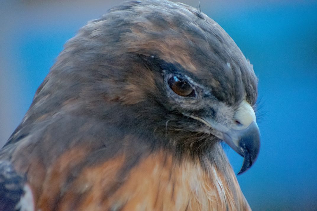 Hawk | Smithsonian Photo Contest | Smithsonian Magazine