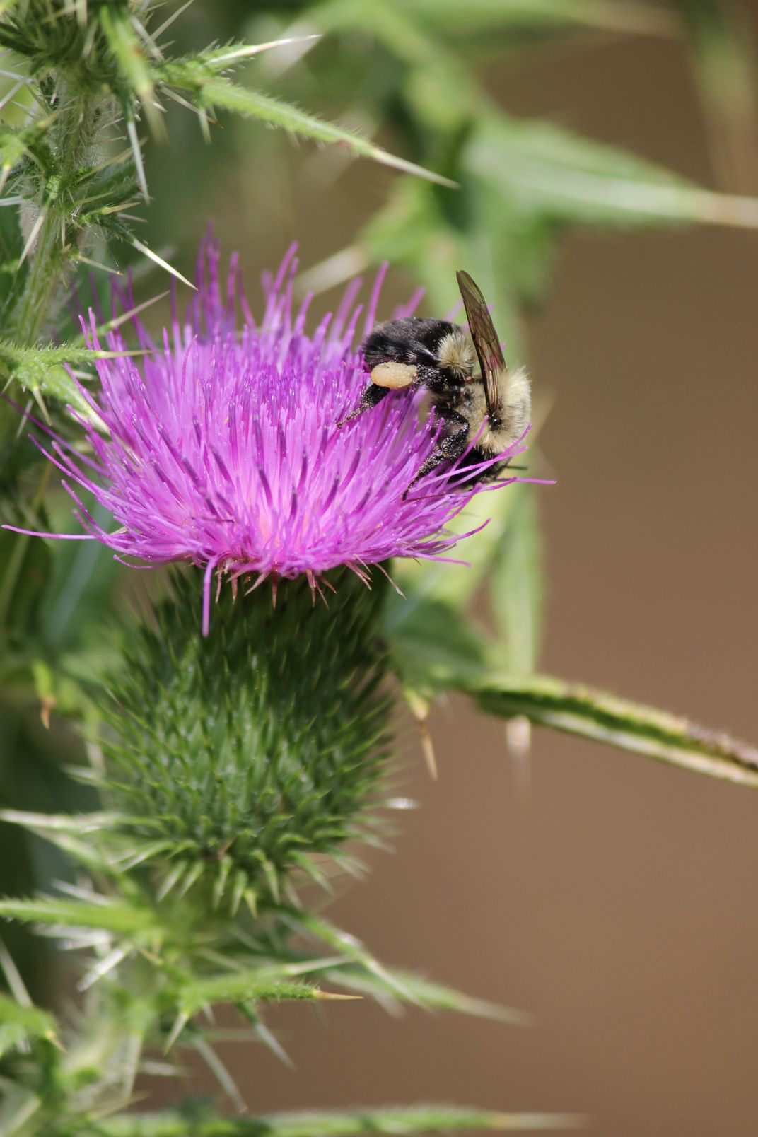 Pollination in Progress | Smithsonian Photo Contest | Smithsonian Magazine