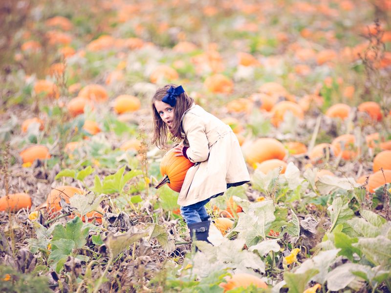 Pumpkin Picking | Smithsonian Photo Contest | Smithsonian Magazine