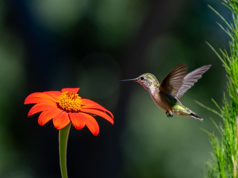 Hummingbird hovering over an orange flower | Smithsonian Photo Contest ...
