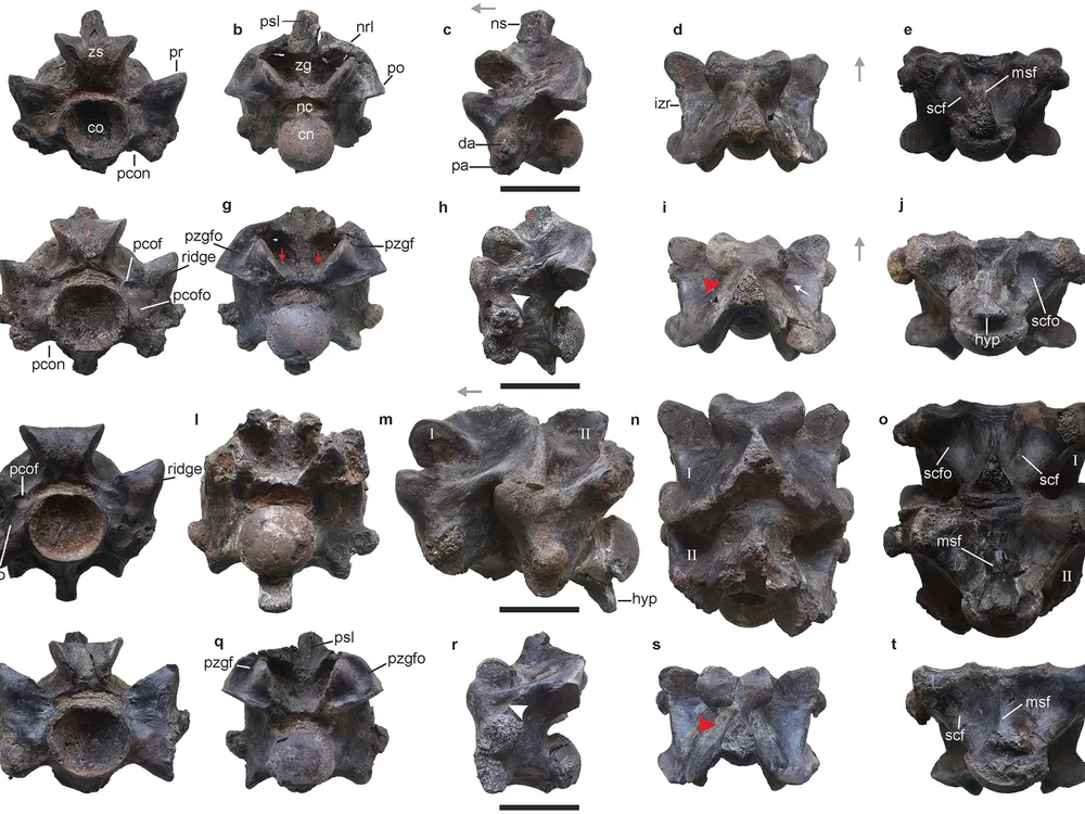 Scientists Uncover Bones of Massive Extinct Snake, Comparable in Size ...