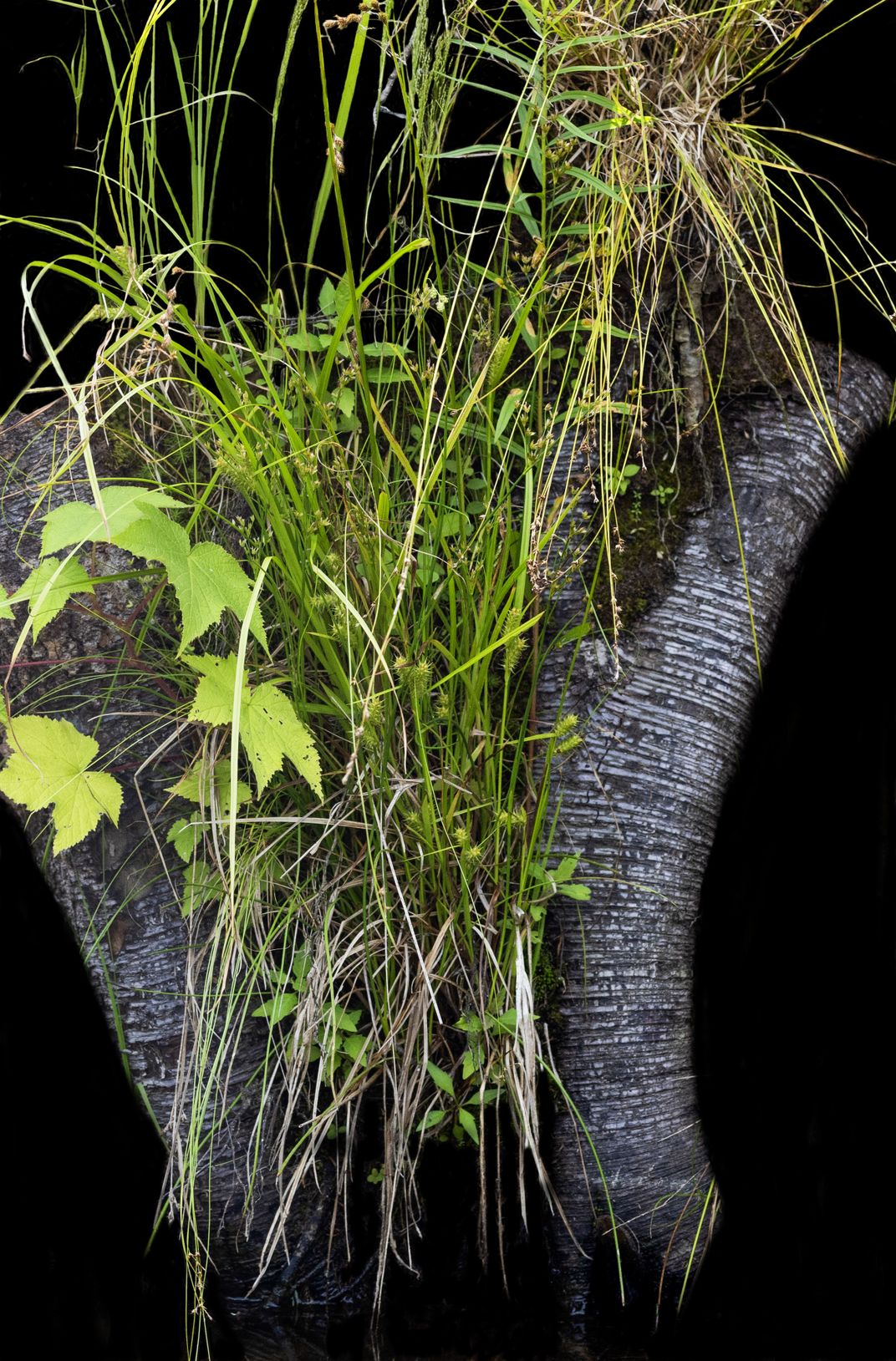 Nurse Log 2, from Second Spring | Smithsonian Photo Contest ...