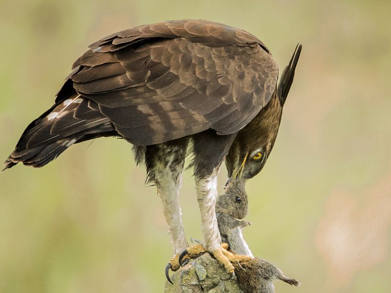 Long-crested Eagle with prey | Smithsonian Photo Contest | Smithsonian ...