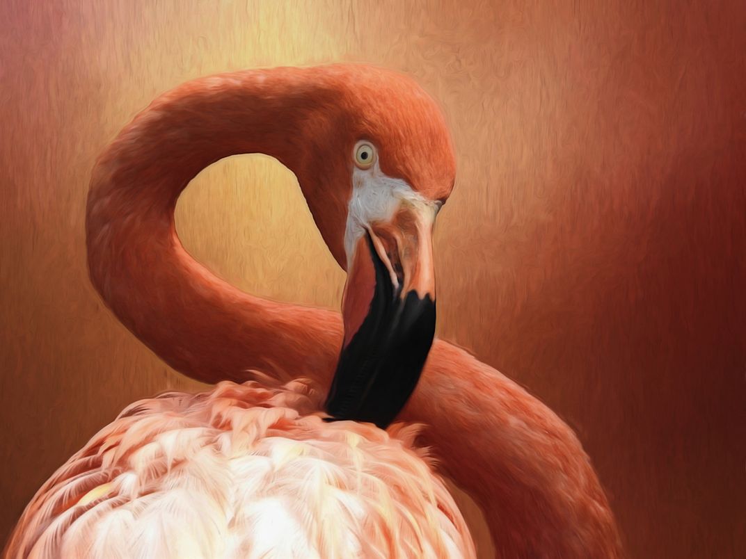 flamingo | Smithsonian Photo Contest | Smithsonian Magazine