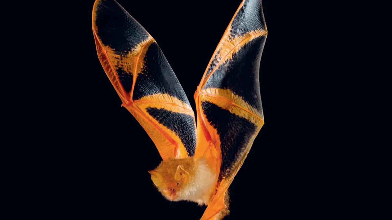 vietnamese bat